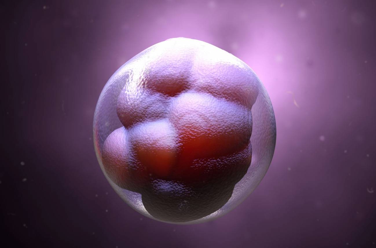 Embrion – Medicina Fetal – Diagnóstico por Imagem